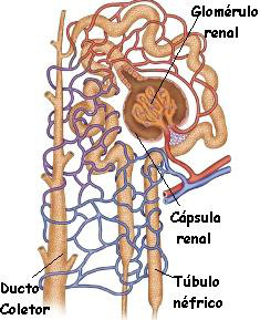 Rins. Estrutura e função dos rins - Brasil Escola